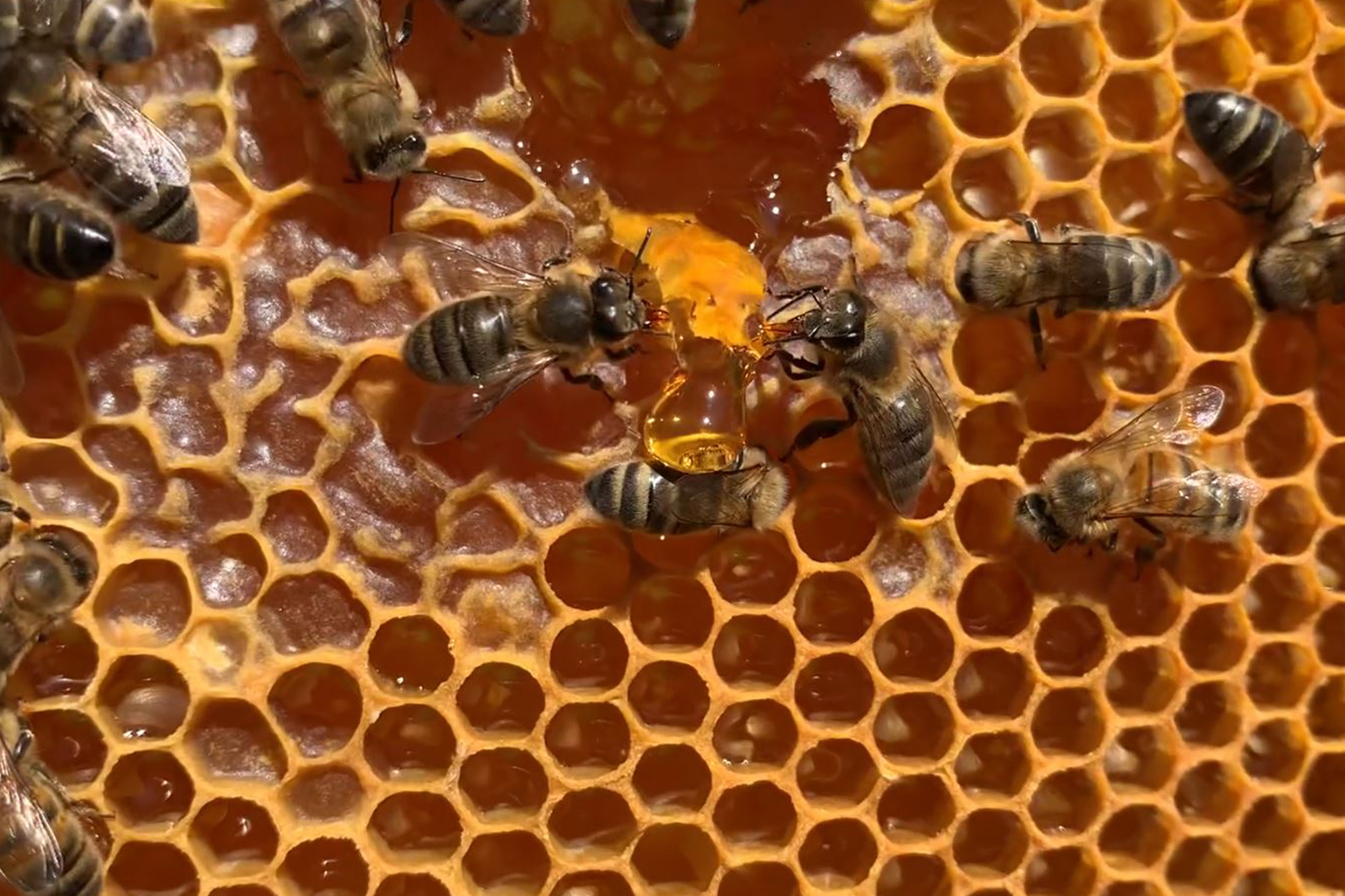 Les abeilles - Musée des Maisons comtoises