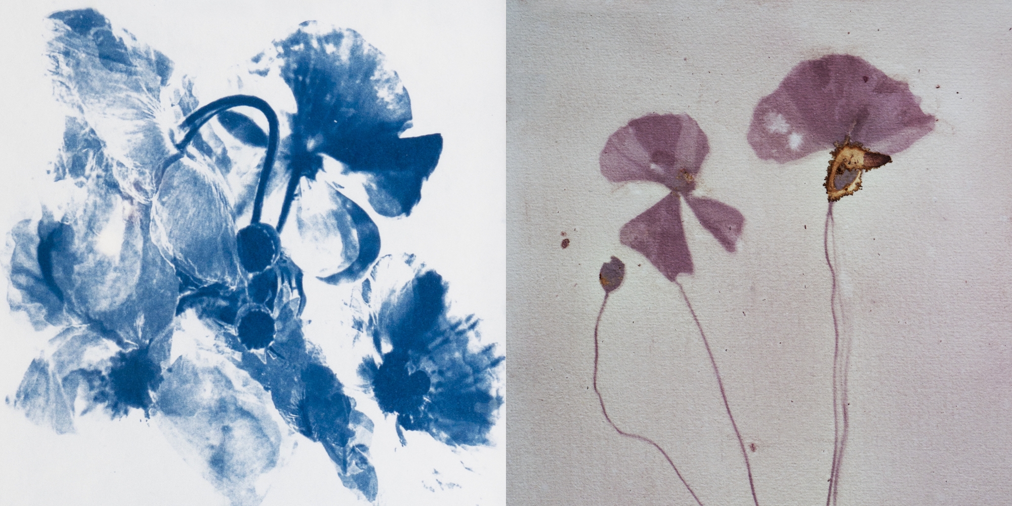 Cyanotypes et anthotypes - Musée des Maisons comtoises
